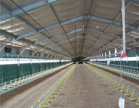 Commercial free range poultry housing, chicken farming free-range ...
