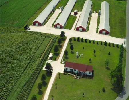 Commercial free range poultry housing, chicken farming free-range ...