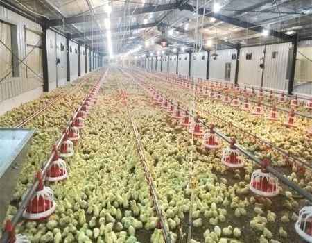 Commercial free range poultry housing, chicken farming free-range ...