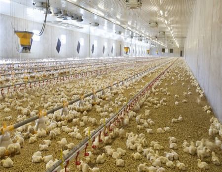 Commercial free range poultry housing, chicken farming free-range ...