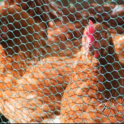 China Chicken mesh Hot dipped gal chicken wire mesh for poultry on ...