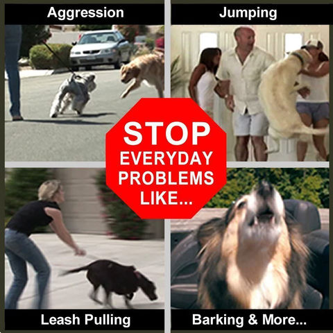 China Command Collar Pet Training Collar Dog Collar Perfect Pet Collar ...