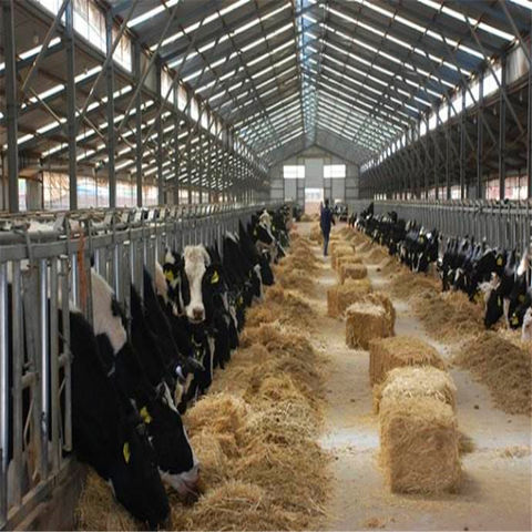 China Steel structure poultry shed prefabricated metal cow shed on ...