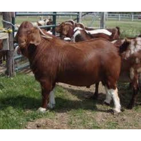 Canada Live Pure Breed Boer Goat on Global Sources,Live Pure Breed Boer ...