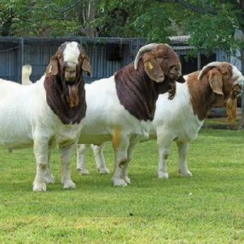 Canada Live Pure Breed Boer Goat on Global Sources,Live Pure Breed Boer ...