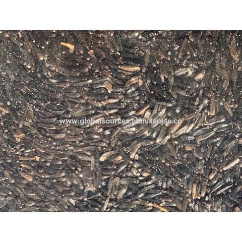 Canada Ethiopian niger seed on Global Sources,Quality Niger Seeds ...