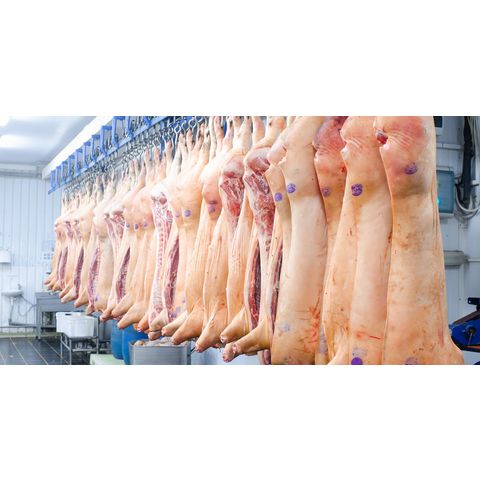 Belgium Halal beef carcass Frozen Pork carcass on Global Sources,beef ...