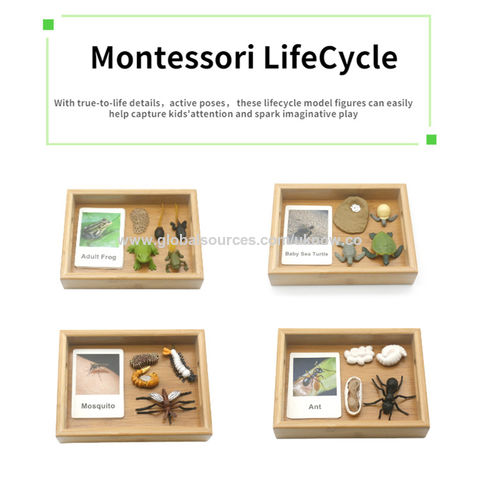China Montessori English teaching aids three-stage card children's ...