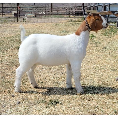 United States Pure Bred Cheap Healthy Live Boar Goats For Sale on ...