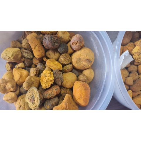 United States Natural Dried Ox Cow Cattle Bile Gallstones on Global ...