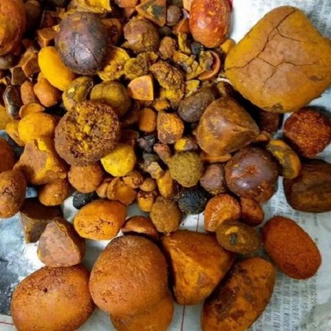 United States Natural Dried Ox Cow Cattle Bile Gallstones on Global ...