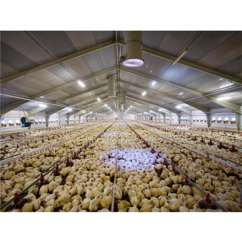 China Poultry Barns & Commercial Chicken Houses chicken breeder barns ...