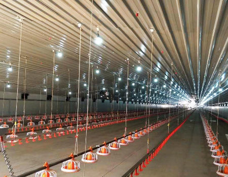 China Chicken poultry farm structures design / chicken shed poultry ...