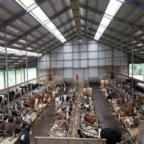 China Free Design Prefab Steel Structure Cattle/Cow Farm Building Dairy ...