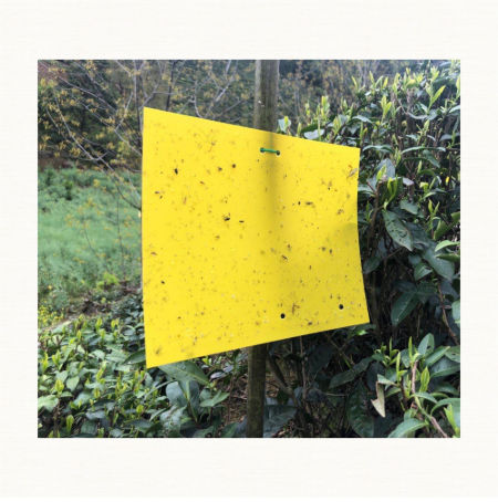 Sided Adhesive Board Trap Insect Adhesive Pest Control Dragonfly Leaf ...