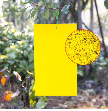Sided Adhesive Board Trap Insect Adhesive Pest Control Dragonfly Leaf ...