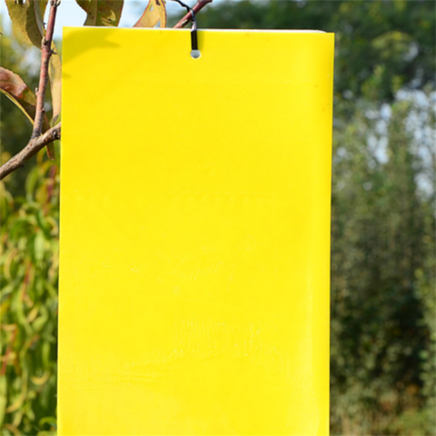 China Double Sided Sticky Fly Trap Paper Blue Drosophila Insect Trap ...