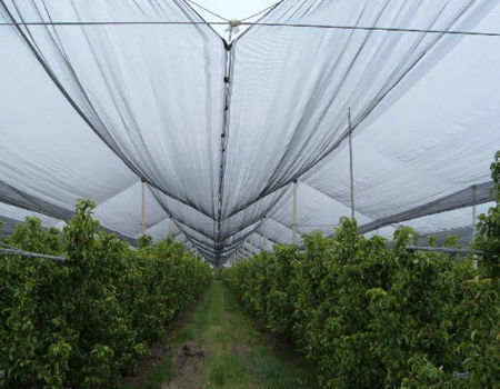 Protection net good quality hdpe Agricultural anti hail netting orchard ...