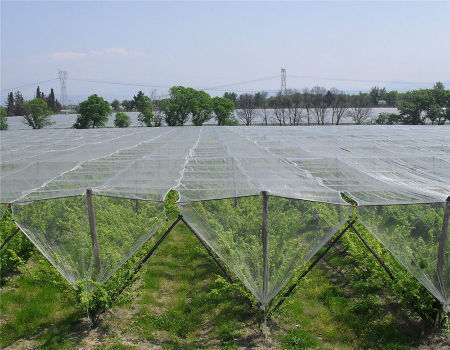 Protection net good quality hdpe Agricultural anti hail netting orchard ...