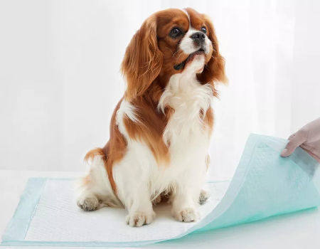 Disposable sanitary potty changing regular puppy pet training pee pads ...