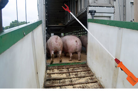 Electric Livestock Tool VETPLUS Rechargeable Livestock Prod With LED ...