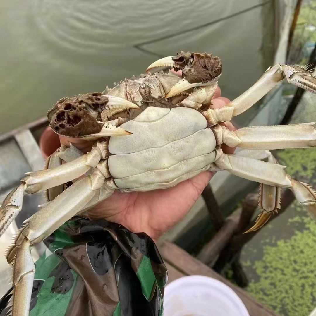 Buy Wholesale China Wholesale And Retail, Fresh Big Crab Cultured In ...