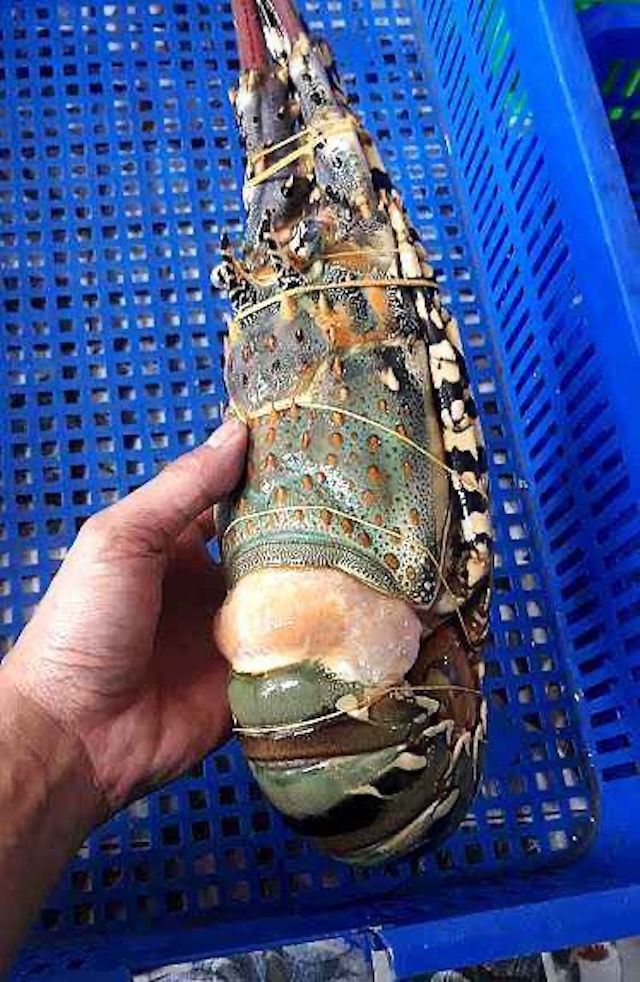 Buy Wholesale United States Live Lobster, Spiny Lobster, Frozen ...