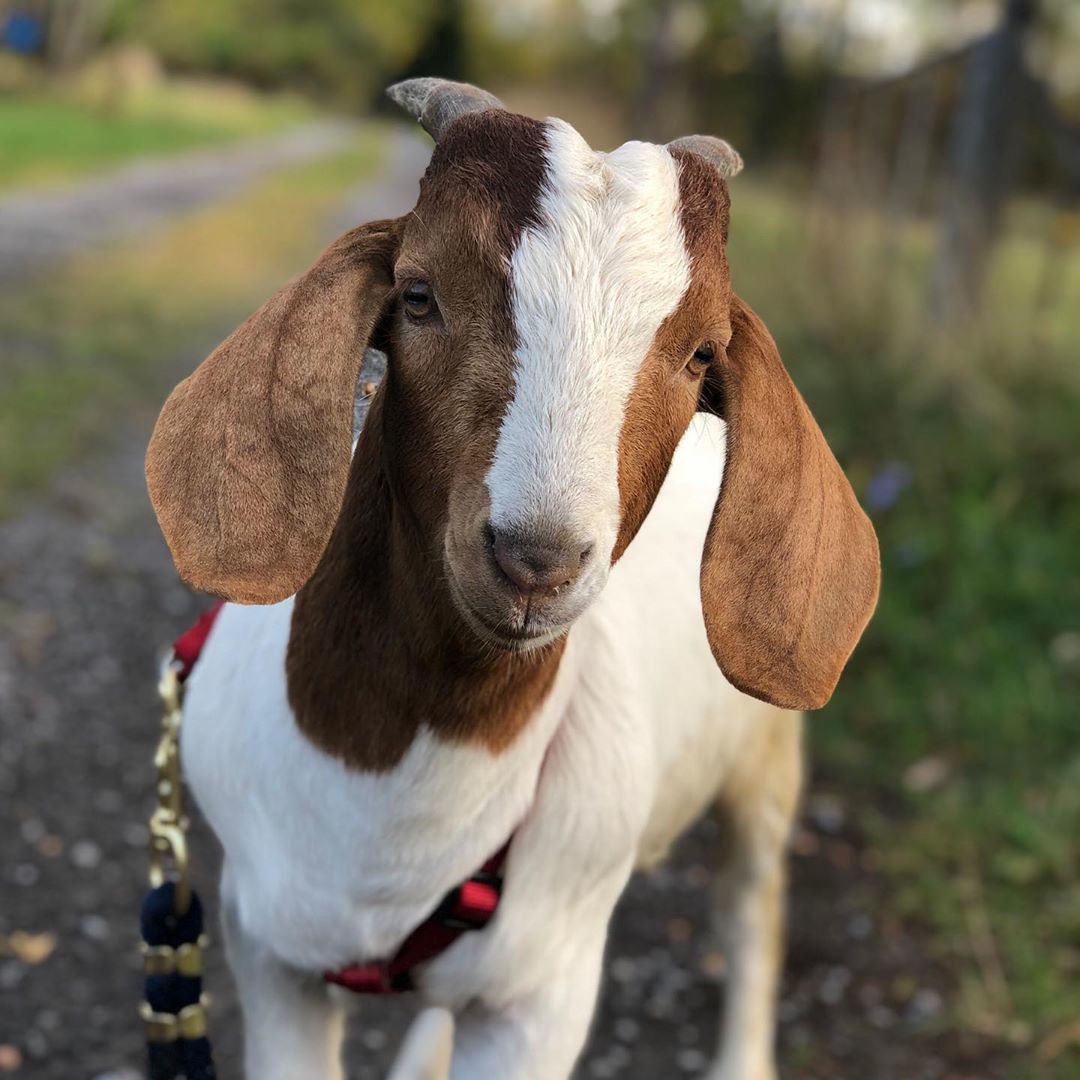 Buy Wholesale Kenya Customizable Outdoor Ranch Life Size Boer Goat ...