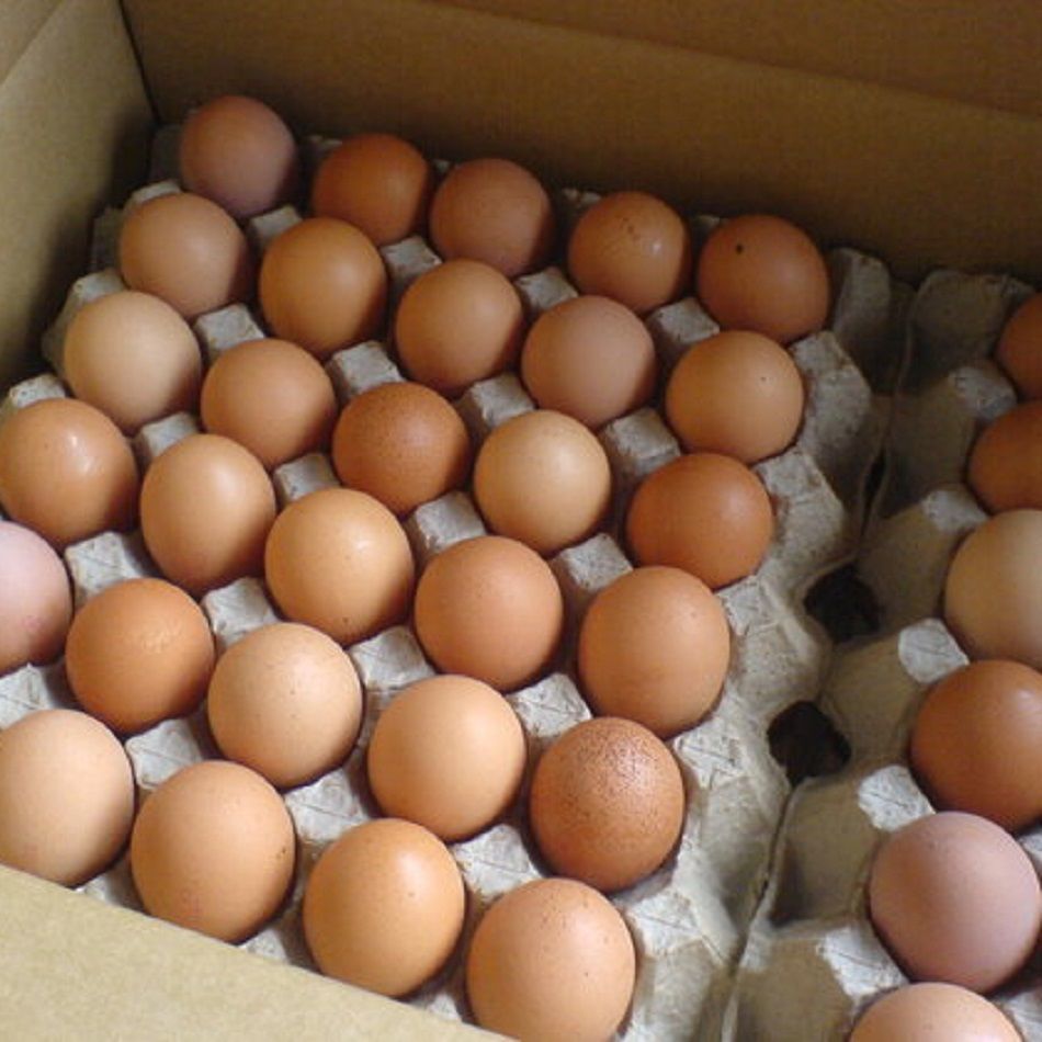 Buy Wholesale Thailand Fertile Hatching Chicken Egg/fresh Chicken Table ...