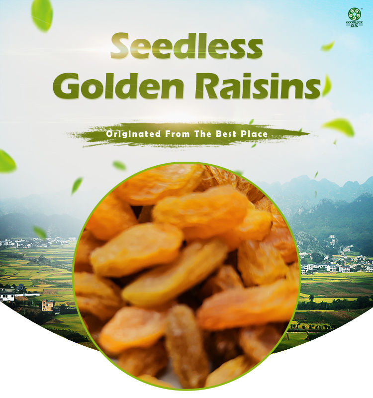 Wholesale Quality Seedless Golden Raisins Factory Price Dried Yellow ...