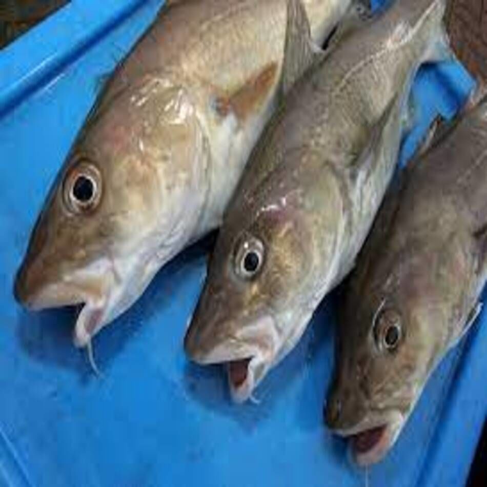 Buy United States Wholesale Cod Fish Fish Bulk With 2 Years Shelf Life ...