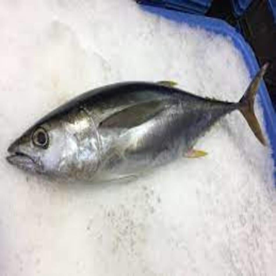 Buy Wholesale United States Popular Items Market Wholesale Factory ...