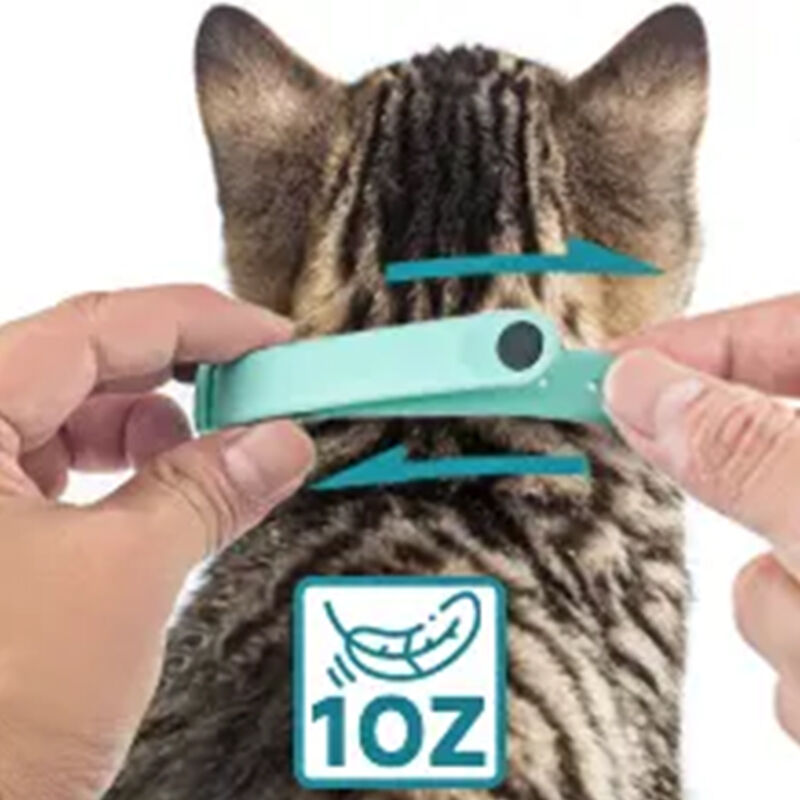 Buy Wholesale China Wearable Electric Smart Cat Laser Collar Usb ...