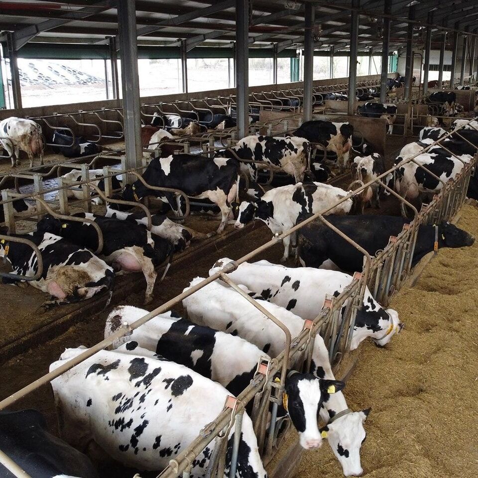 Pregnant Holstein Cow - Thailand Wholesale Cow $500 from Global Export ...