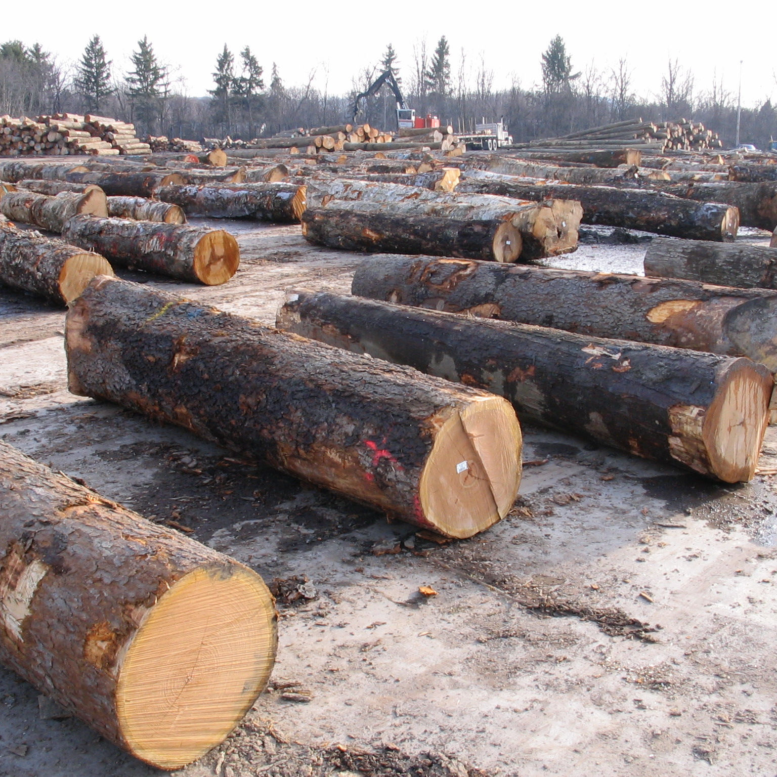 Buy Wholesale Germany Pine Logs & Pine Logs, Logs, Timber, Wood Logs at ...
