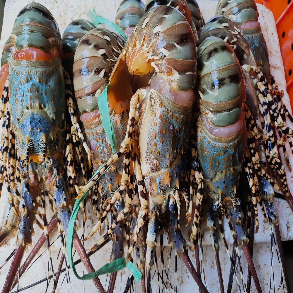 Buy Wholesale Germany Competitive Price Alive Spiny Lobster/ Frozen Raw Lobster Export & Live ...