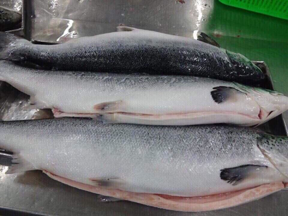 Buy Wholesale South Africa New Batch Fresh Atlantic Salmon Fish From ...