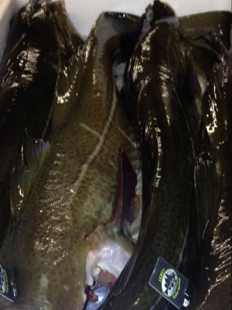 Buy Wholesale South Africa Norwegian Clipfish / Salted And Dried Cod ...