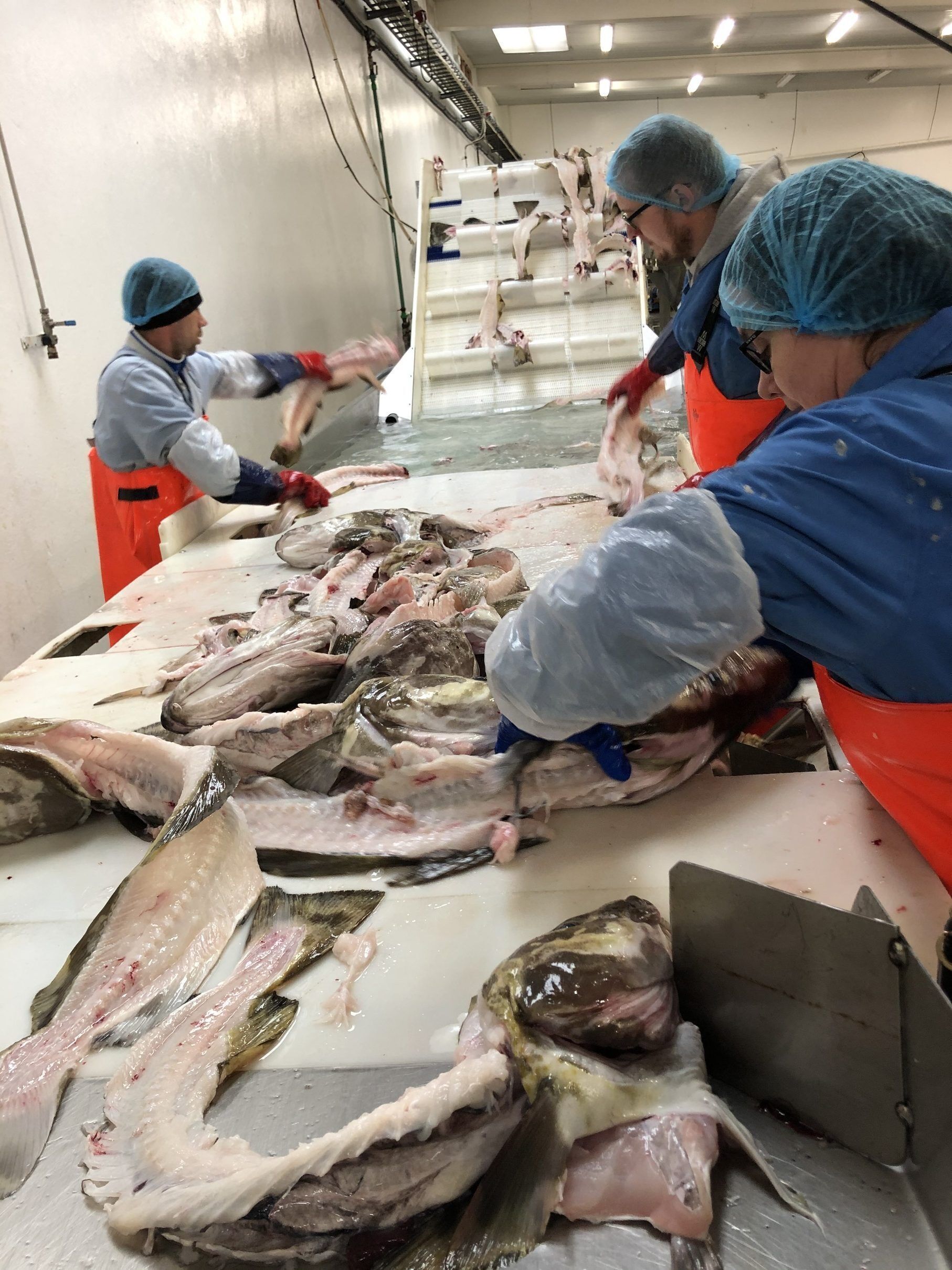 Buy Wholesale South Africa Norwegian Clipfish / Salted And Dried Cod ...