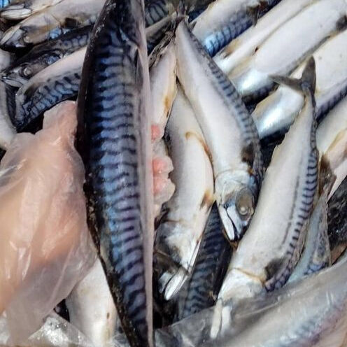 Buy Wholesale South Africa Norwegian Clipfish / Salted And Dried Cod ...