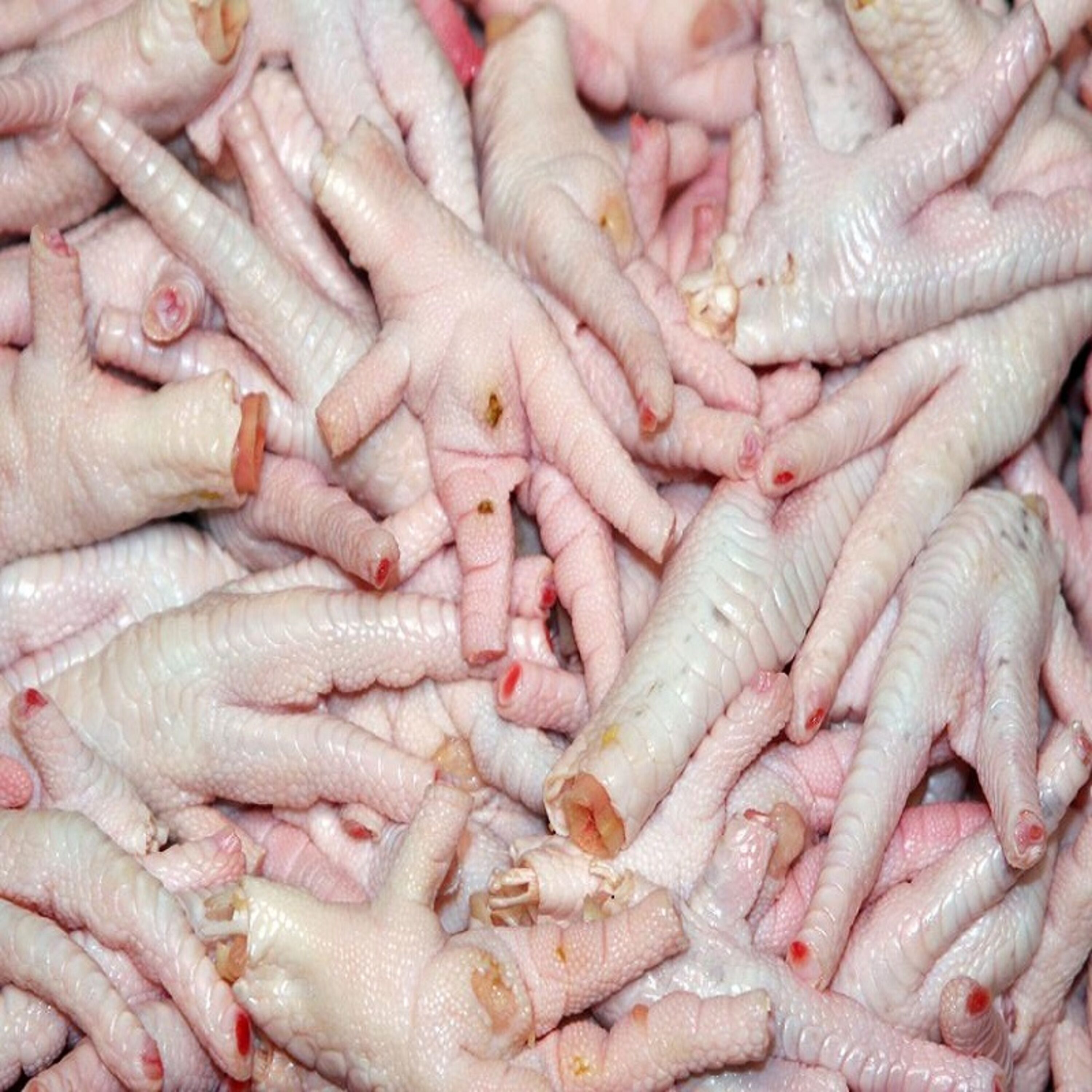 Buy Wholesale United Kingdom Factory Price Halal Frozen Whole Chicken ...