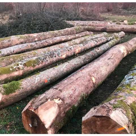 Natural Teak Wood Log