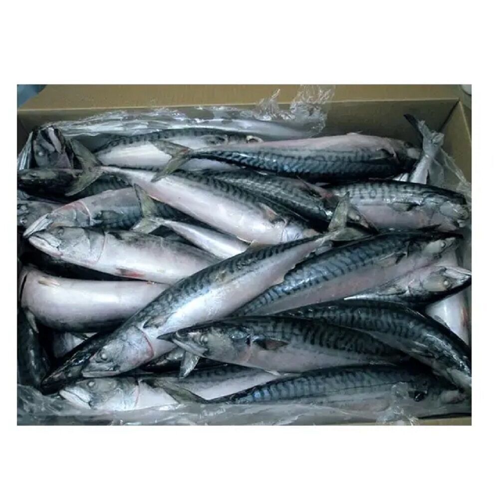 Buy Wholesale Canada Best Price Bulk Stock Whole Frozen Seafood Horse ...