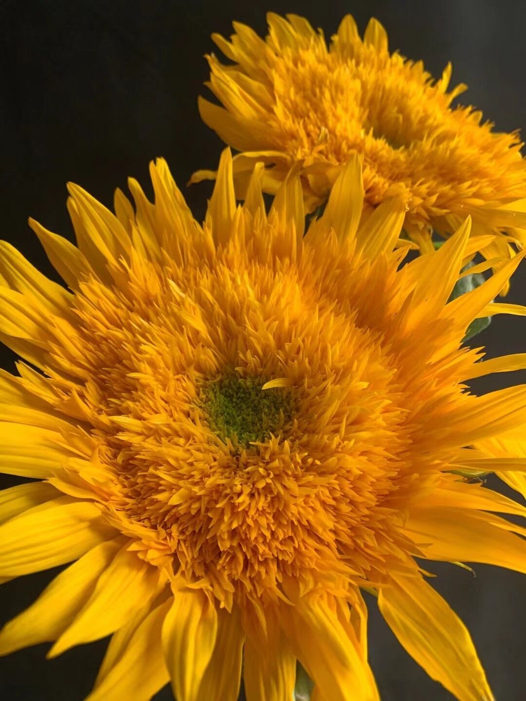 Buy Wholesale China Wholesale Premium Fresh Cut Sunflower White ...