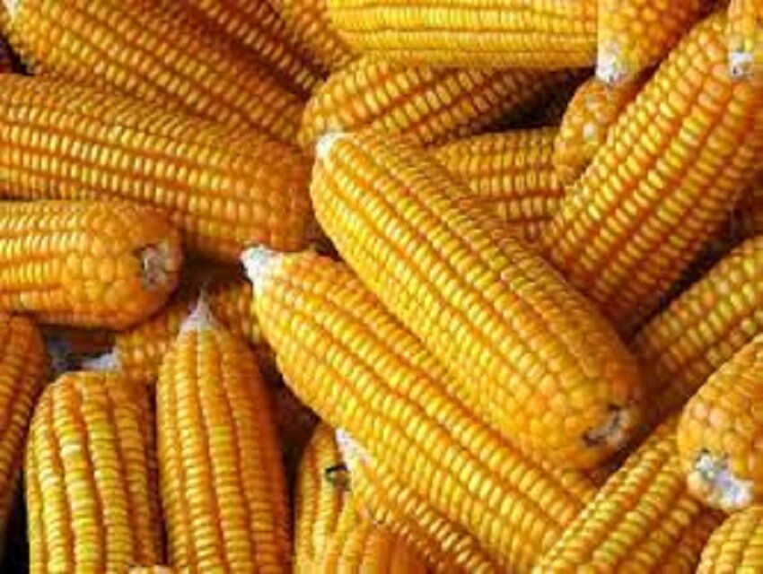 Buy Wholesale United Kingdom Maize Dried Ad Process Vegetable Freeze ...