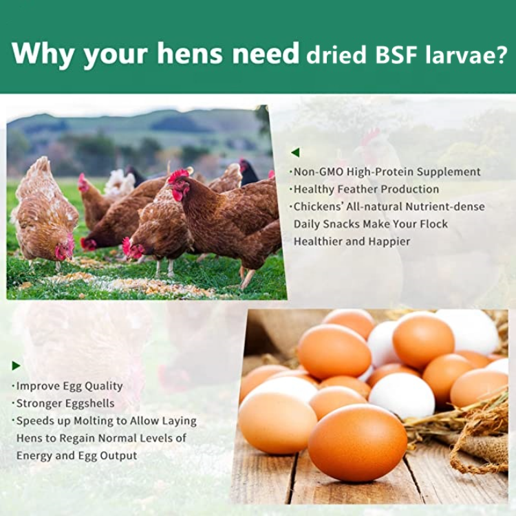 Buy Standard Quality China Wholesale Dried Black Soldier Fly Larvae ...