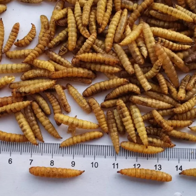 Buy Standard Quality China Wholesale Dried Black Soldier Fly Larvae ...
