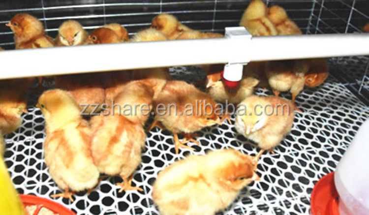 Buy Wholesale China Egg Chicken House Design For Layers Chick Chicken ...