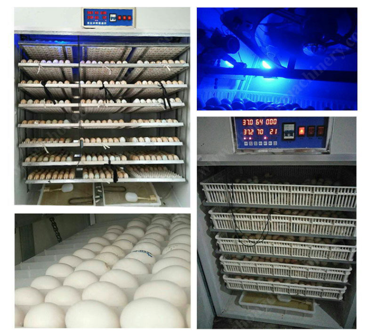 Buy Wholesale China Solar Incubators Work With Battery Small Egg ...
