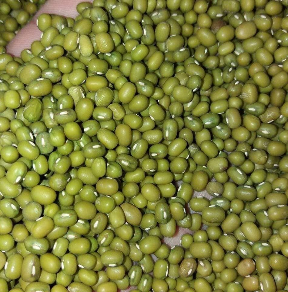 Buy Size 2.8mm-4.2mm Green Mung Bean 2022 New Crop Green Mung Beans ...